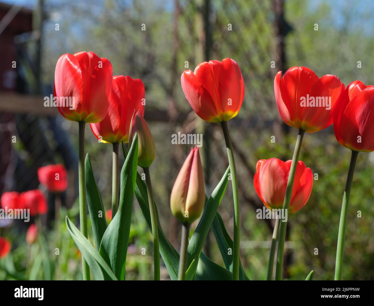 Growing time hi-res stock photography and images - Alamy