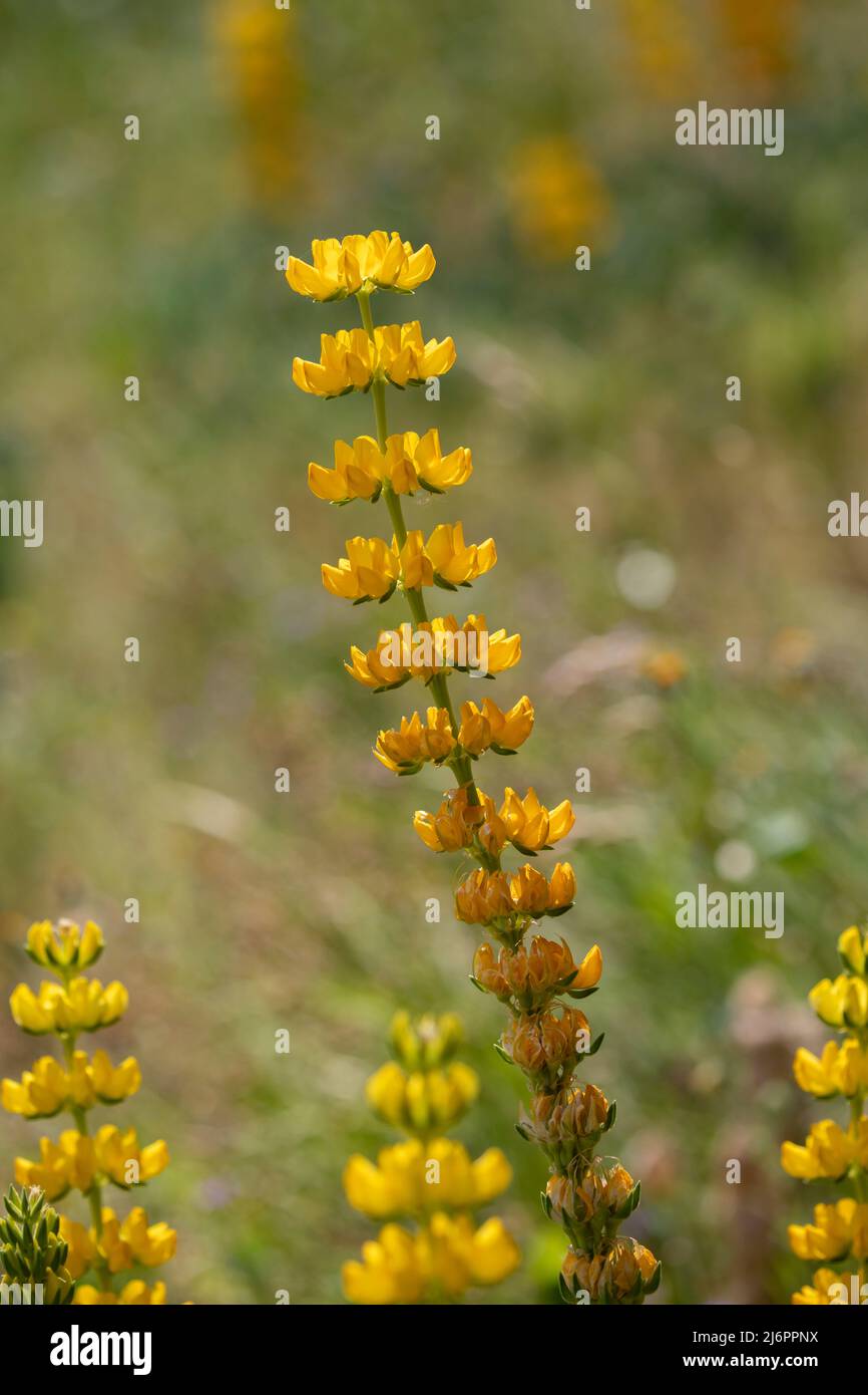 Golden Yellow Lupine, Lupinus Densiflorus Stock Photo - Alamy