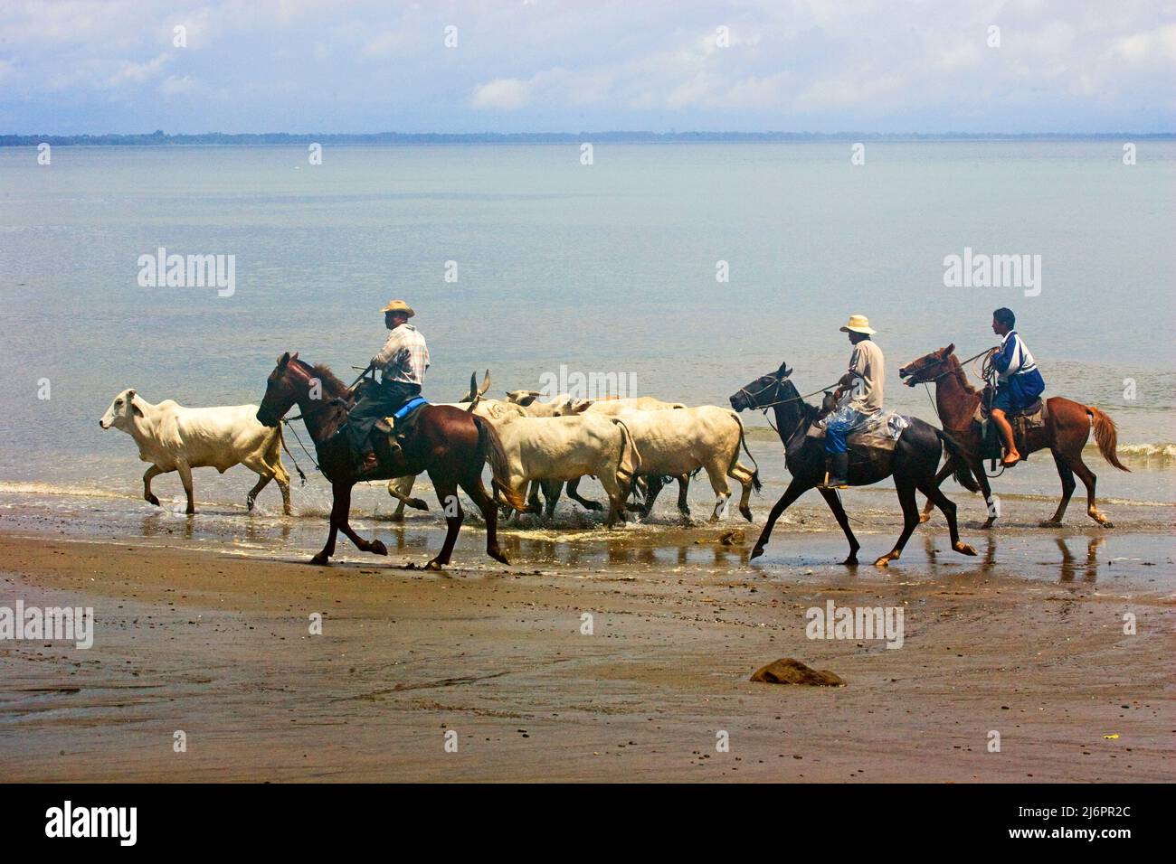 Coastal cowboys hi-res stock photography and images - Alamy