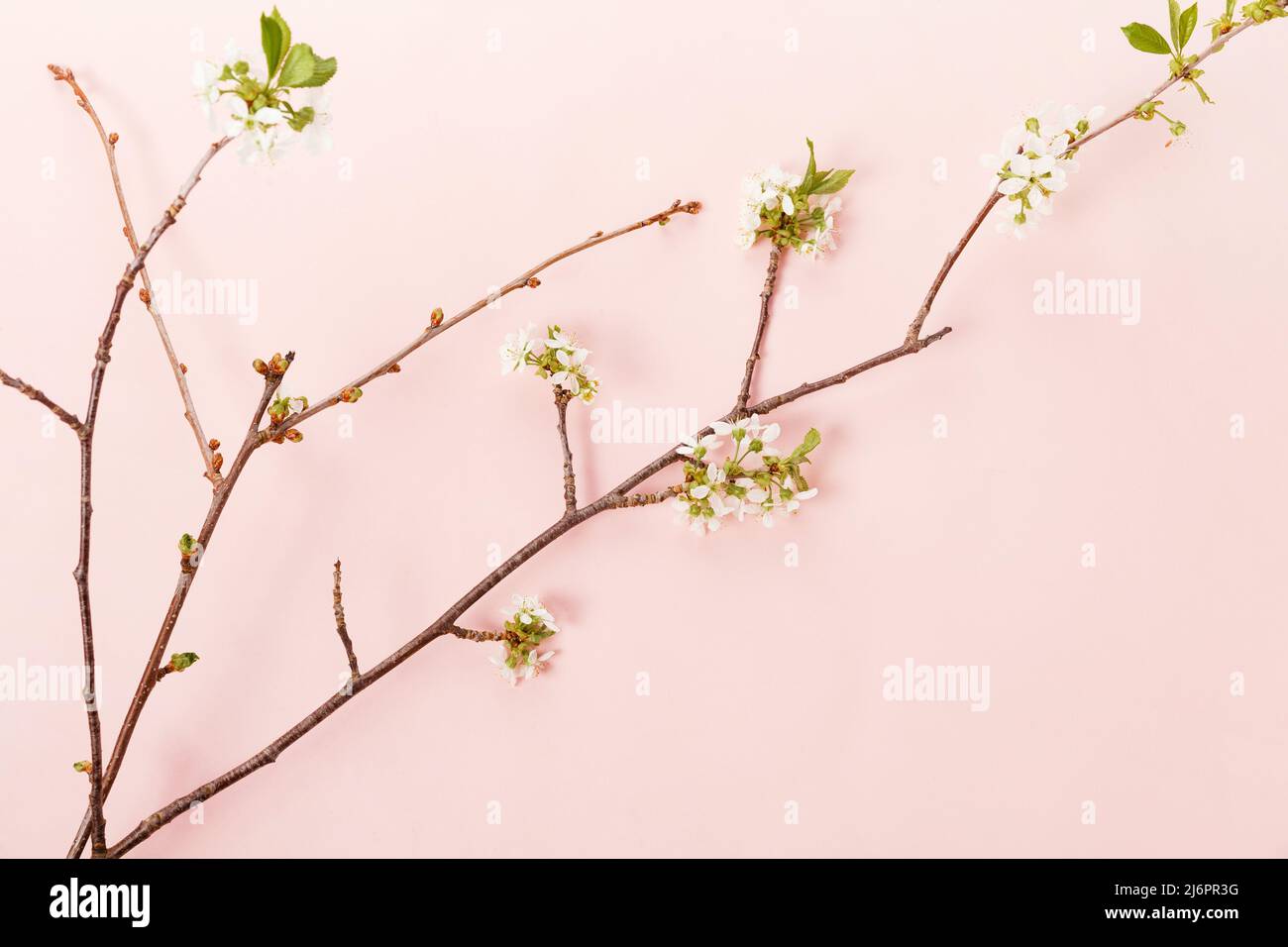 Blooming tree branch spring on pink background. Minimal concept, spring ...