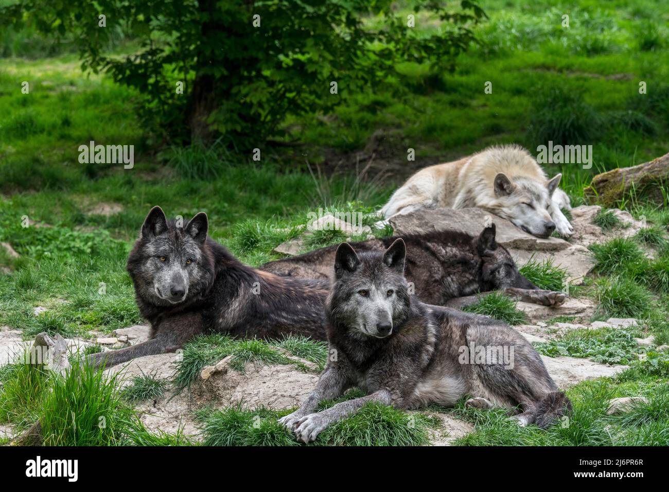 Black Grey Wolf Pack