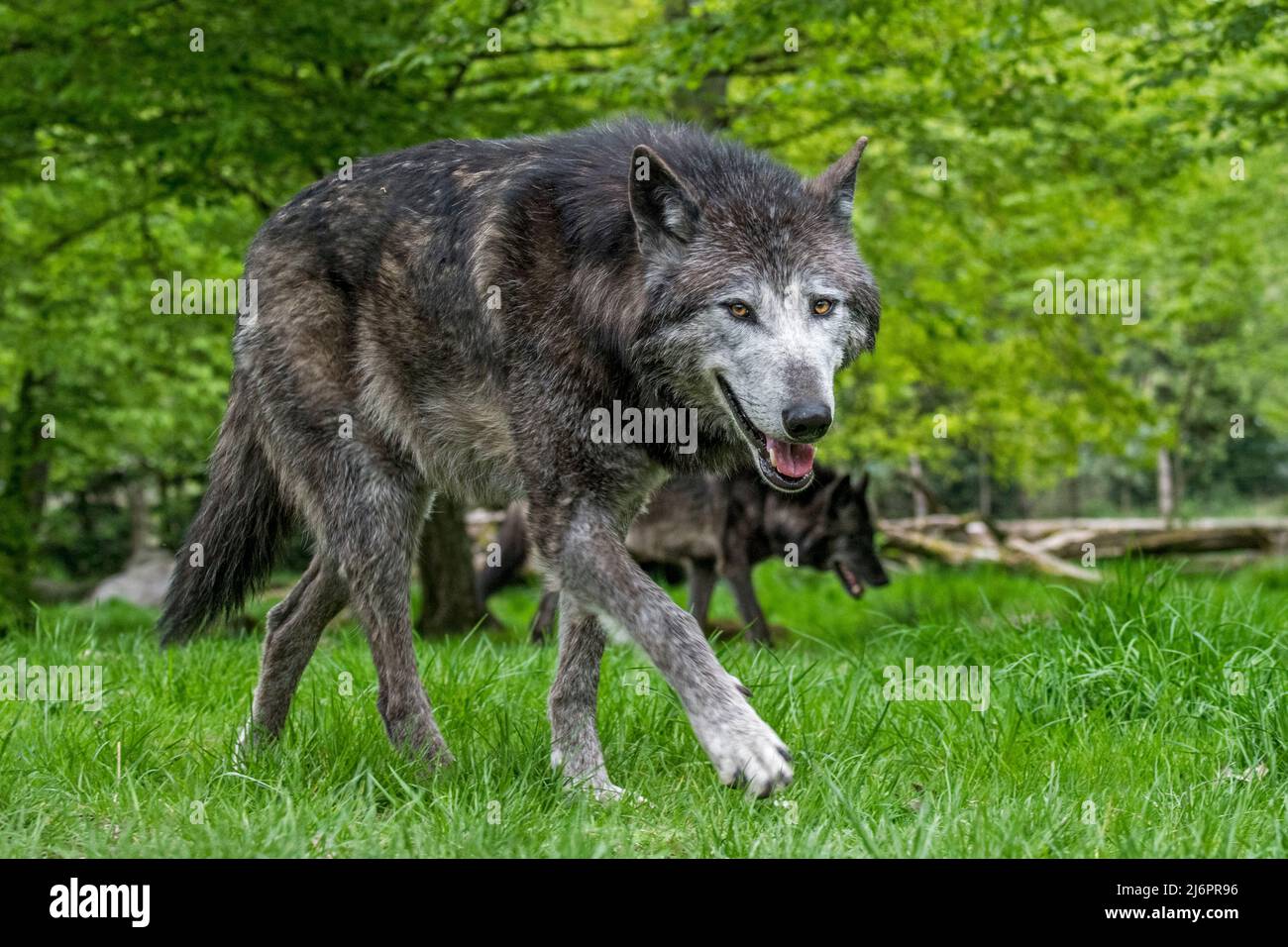 Two black Northwestern wolves / Mackenzie Valley wolf / Alaskan timber ...