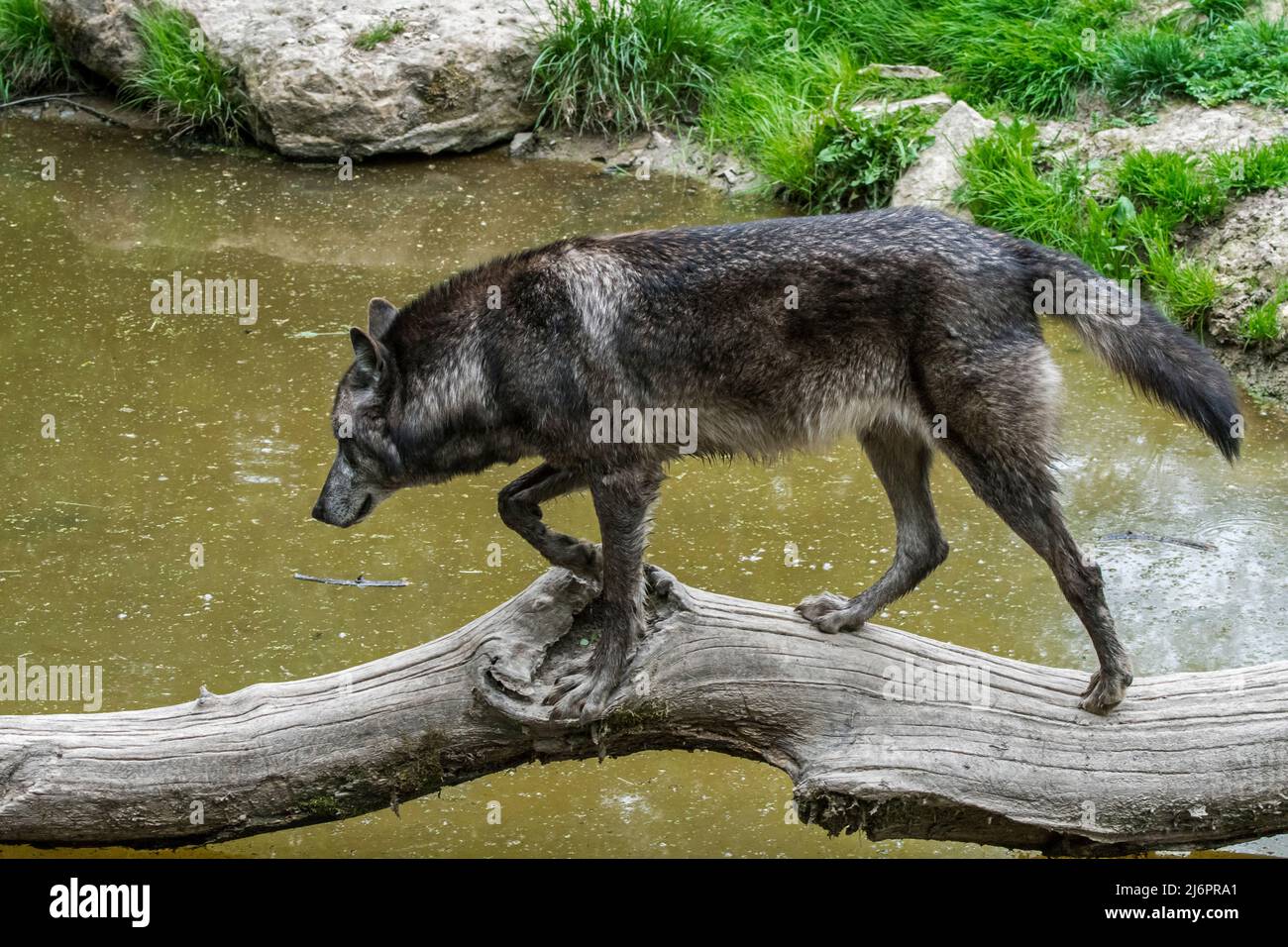 Black Northwestern wolf / Mackenzie Valley wolf / Alaskan / Canadian ...