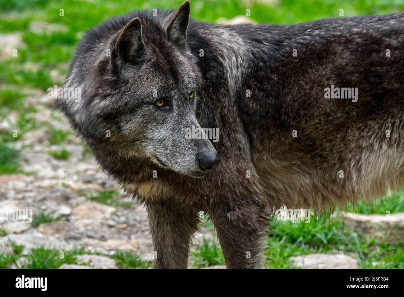 Black Northwestern wolf / Mackenzie Valley wolf / Alaskan timber wolf ...