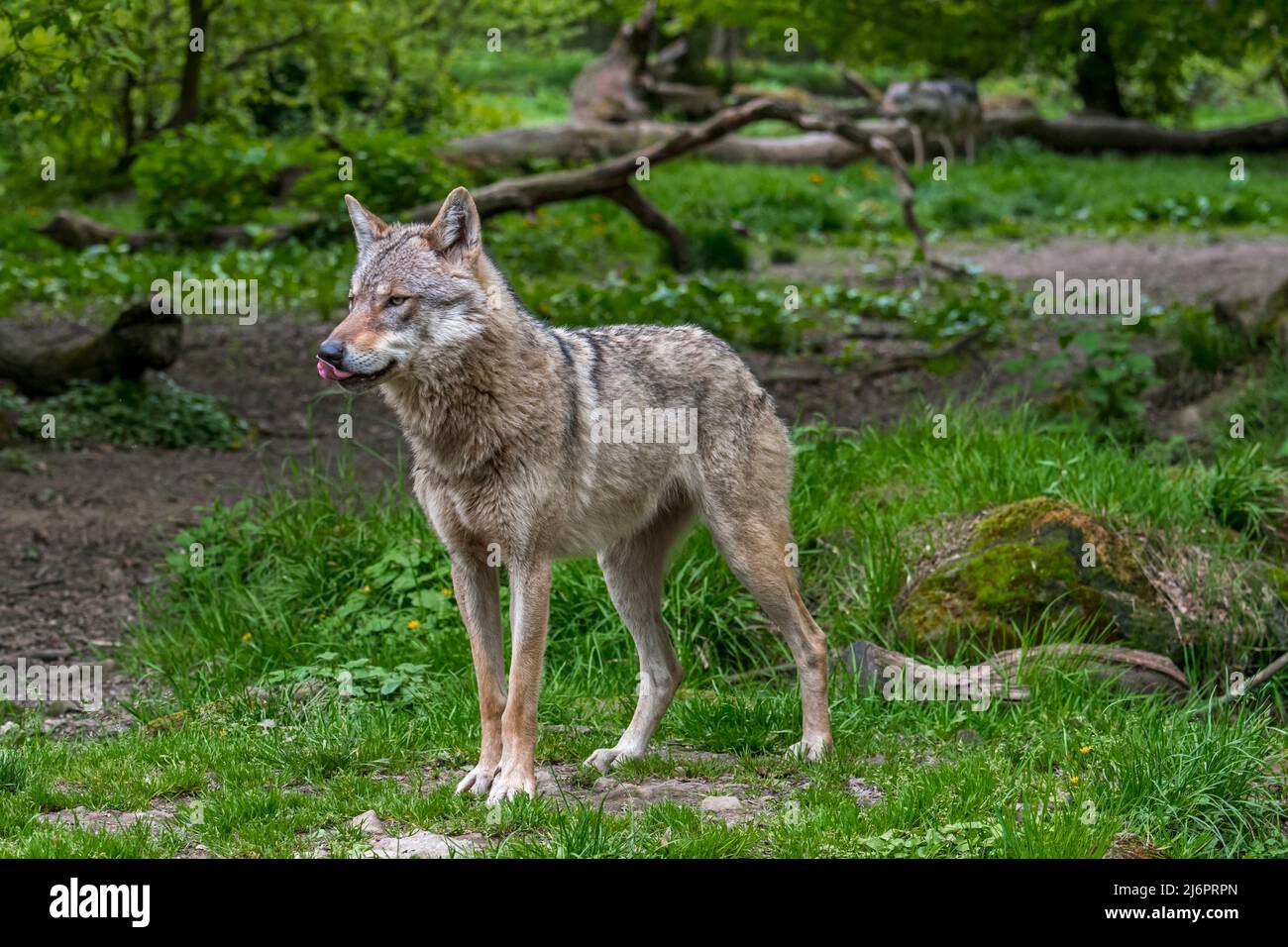 Two European grey wolves / Eurasian wolves / common wolf (Canis lupus ...
