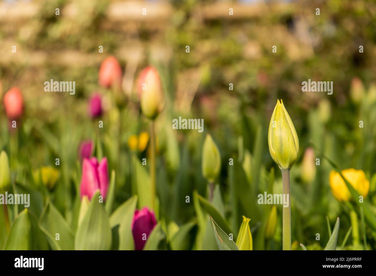 Garden full of tulips in various colors and types, colorful tulips ...