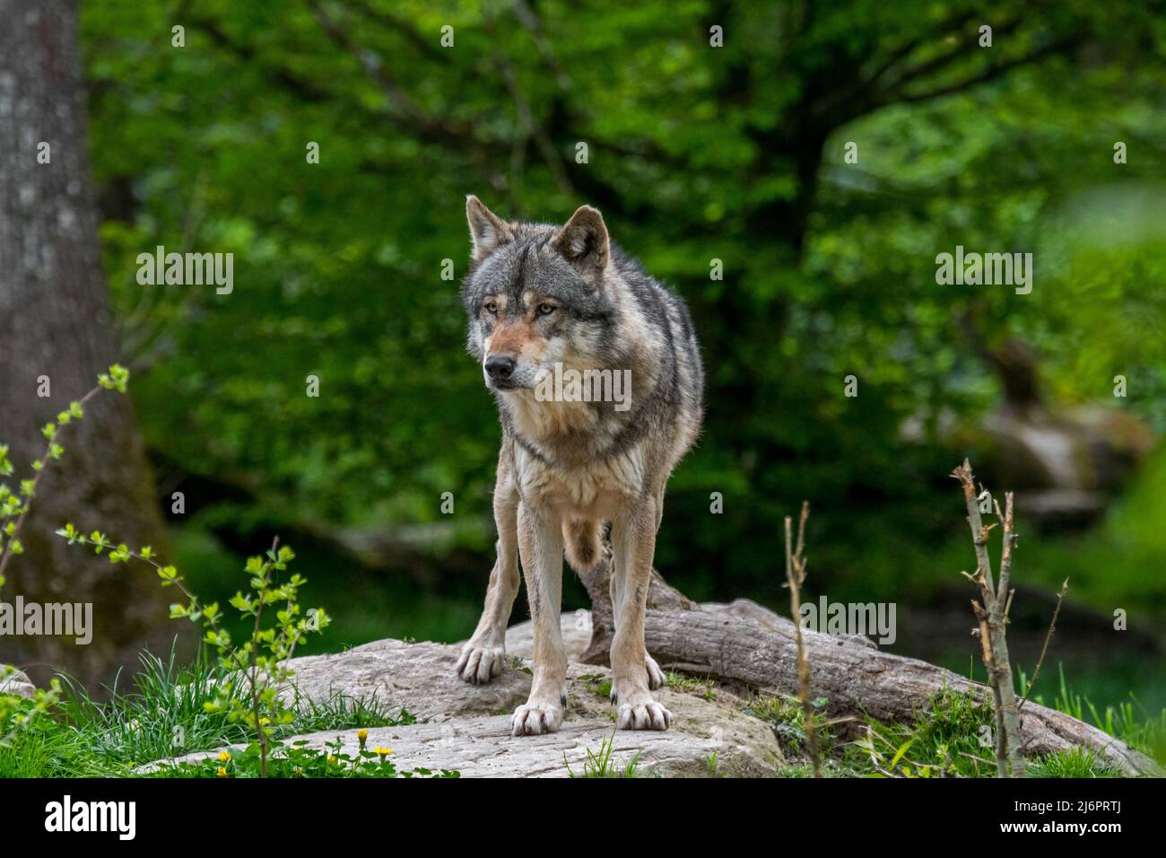 Lone European grey wolf / Eurasian wolf / common wolf (Canis lupus ...