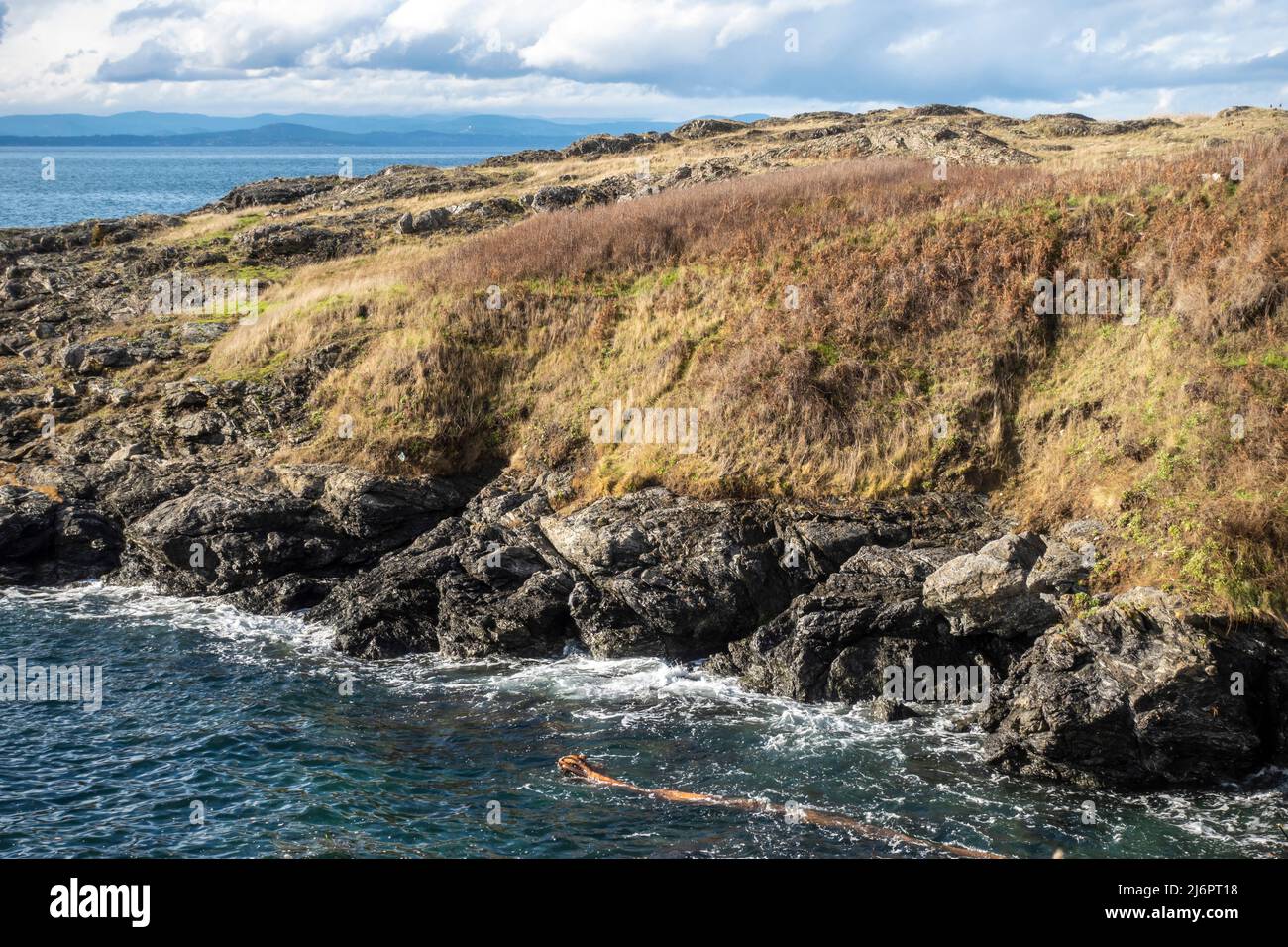 Gorgeous view of the grassy coastline on San Juan Island on a bright ...