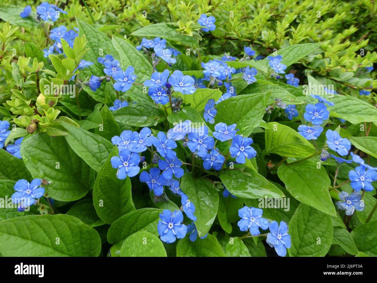 A Siberian bugloss plant (great forget-me-not, largeleaf brunnera or ...