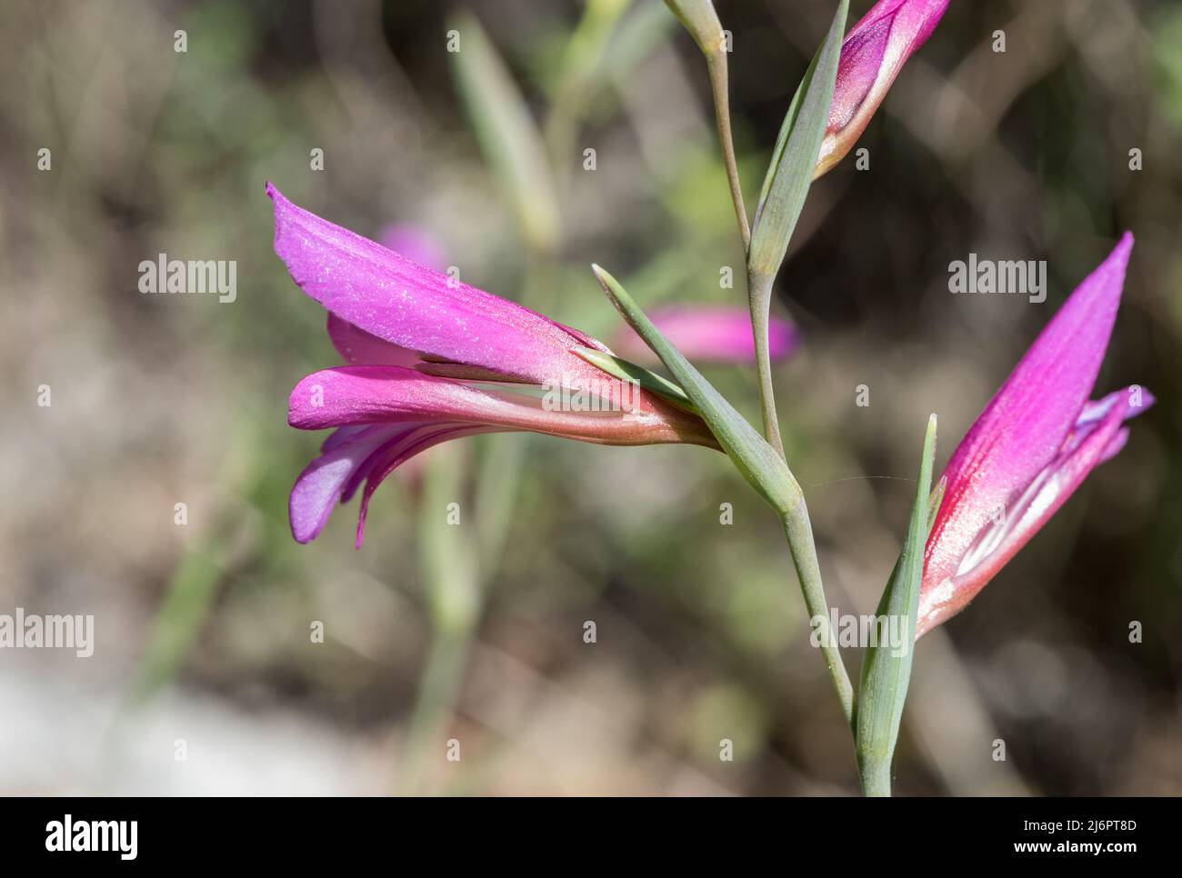 Flowering Gladiolus italicus Stock Photo - Alamy