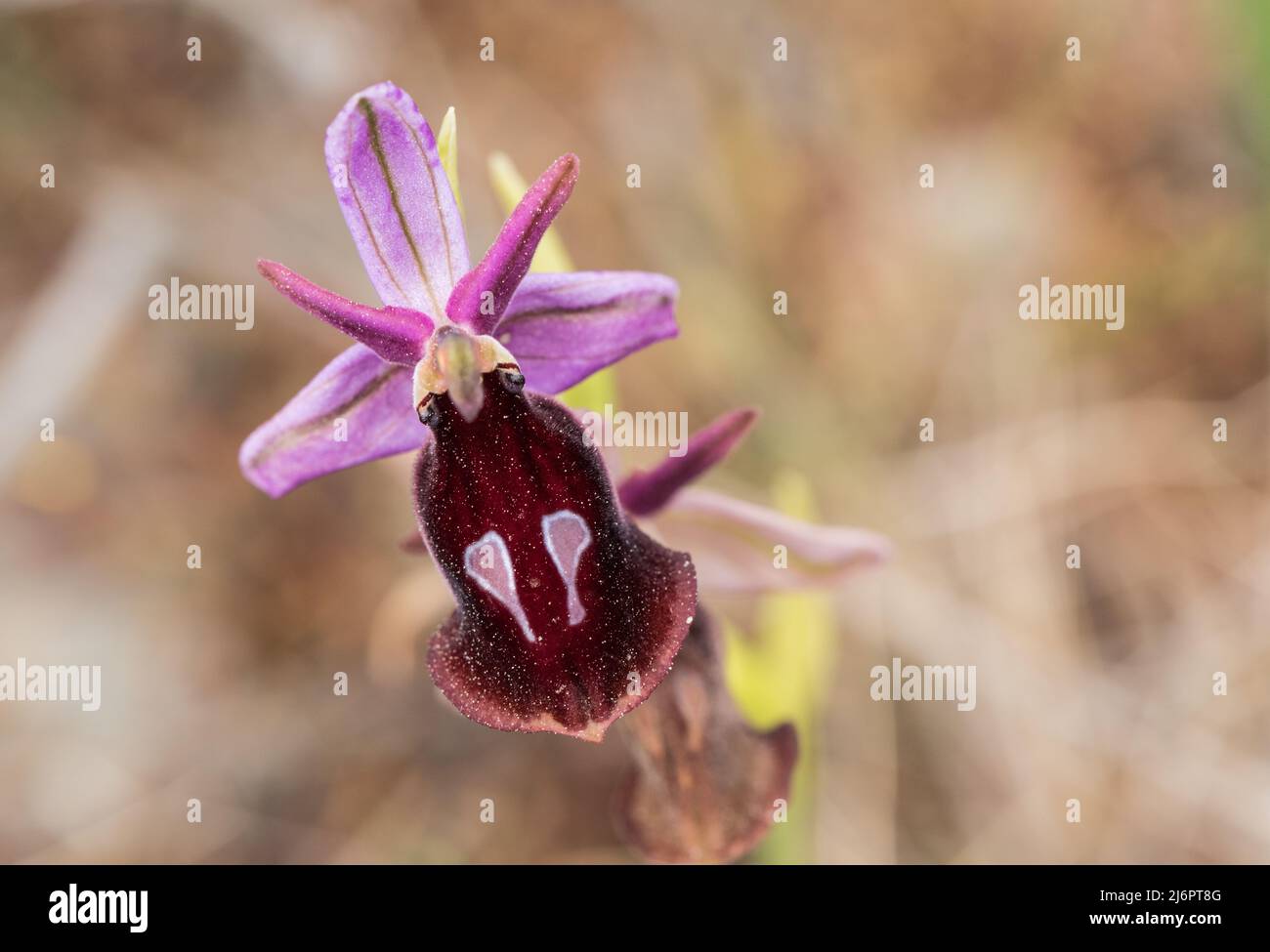 Flower of the Horseshoe Orchid (Ophrys ferrum-equinum Stock Photo - Alamy