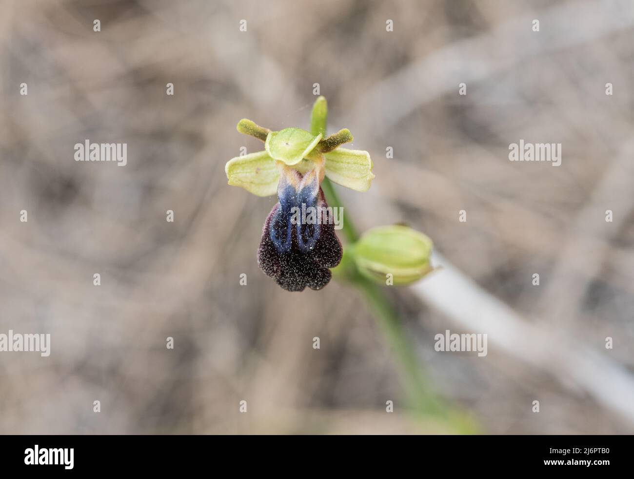 Rainbow Orchid (Ophrys iricolor Stock Photo - Alamy