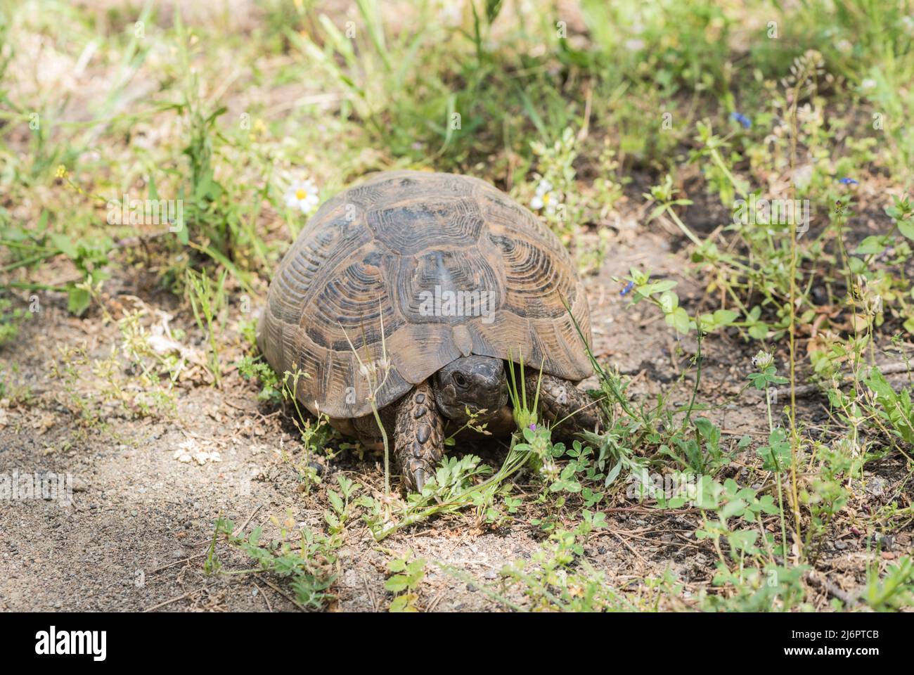 Turkish Tortoise (Testudo graeca Stock Photo - Alamy