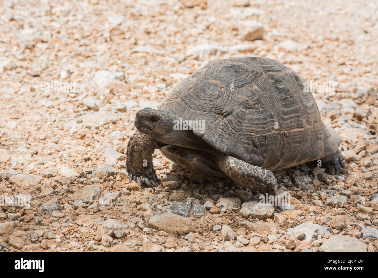 Turkish Tortoise (Testudo graeca Stock Photo - Alamy