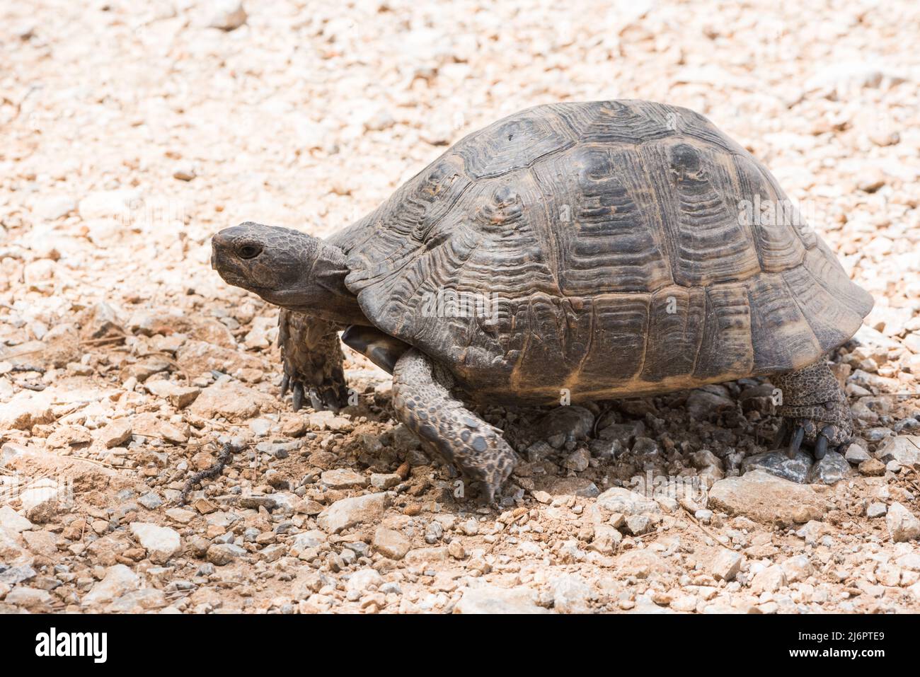 Turkish Tortoise (Testudo graeca Stock Photo - Alamy