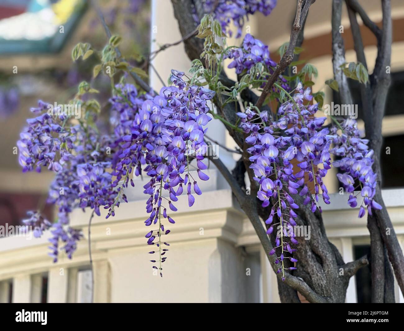Beautiful blooming blue wisteria flowers seen cascading in Spring in ...