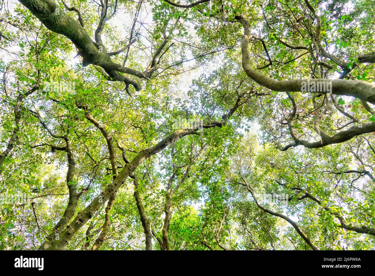 Photo shoot from bottom to top of the under tree of a forest in spring ...