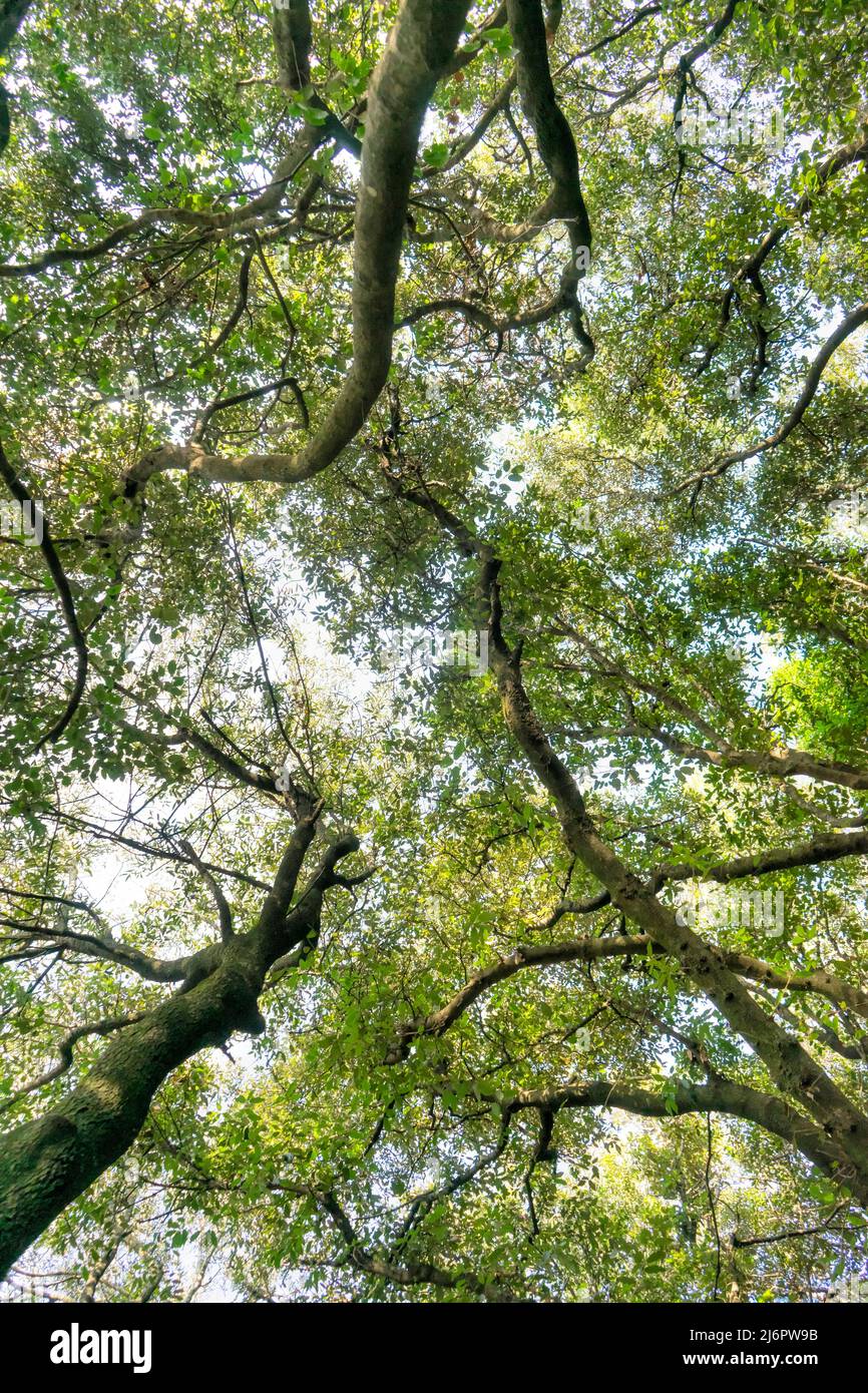 Photo shoot from bottom to top of the under tree of a forest in spring ...
