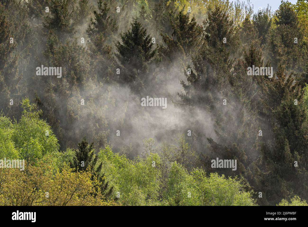 03 May 2022, Bavaria, Hunderdorf: Clouds of pollen blow through a patch ...