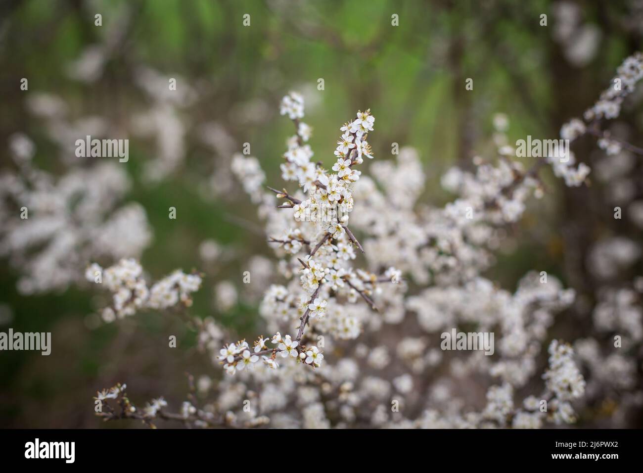 White blooms hi-res stock photography and images - Alamy