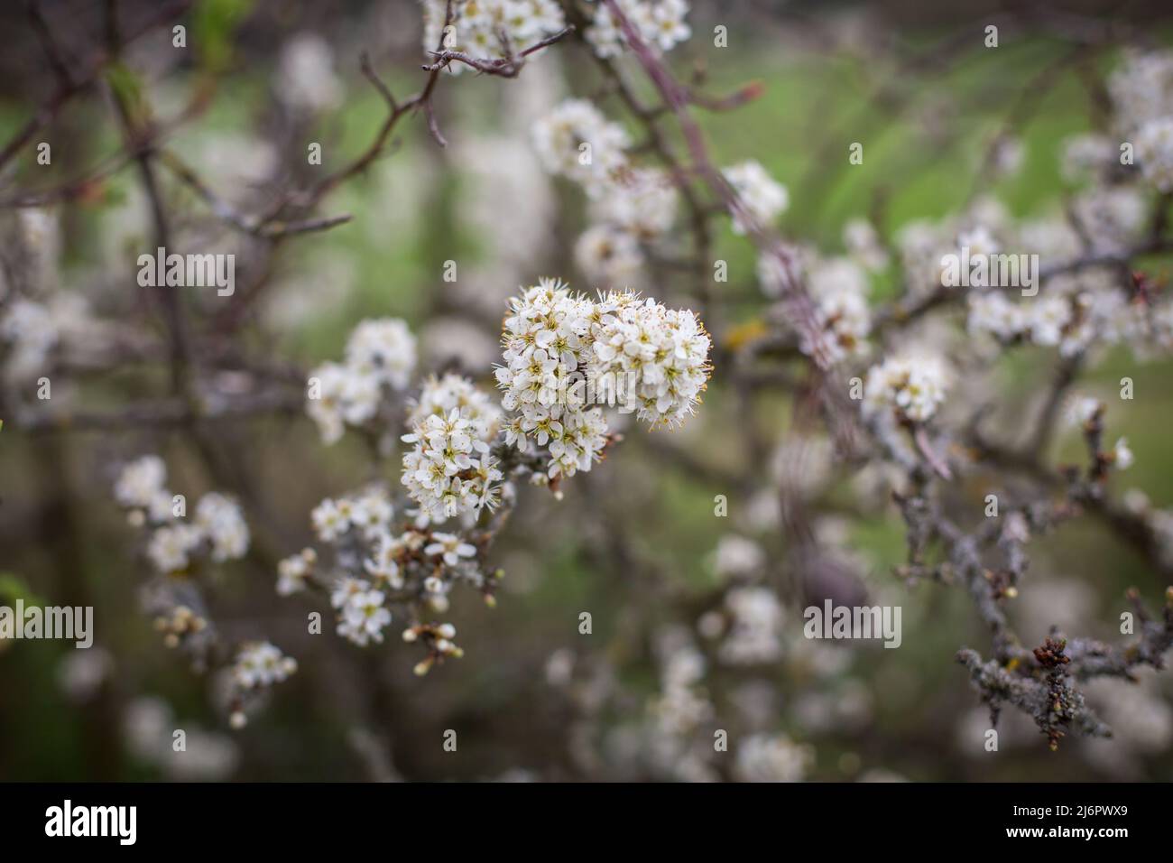 White blooms hi-res stock photography and images - Alamy