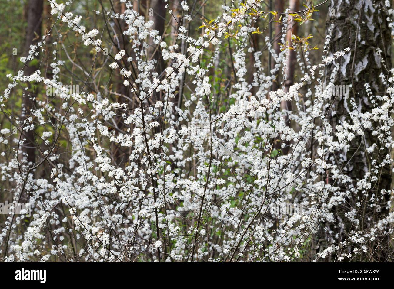 Blackthorn prunus spinosa tree bush blossom hi-res stock photography ...