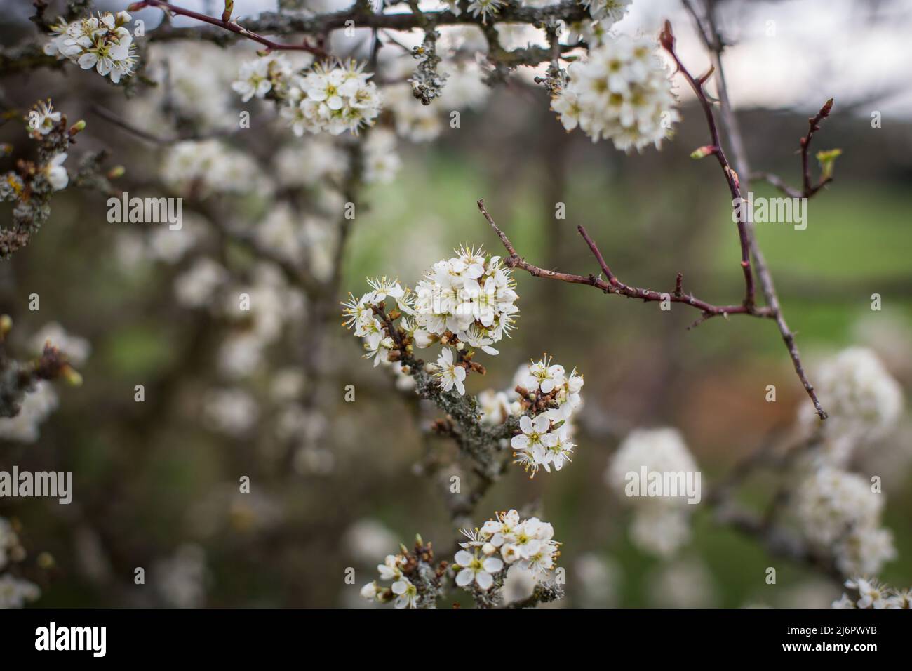 White blooms hi-res stock photography and images - Alamy