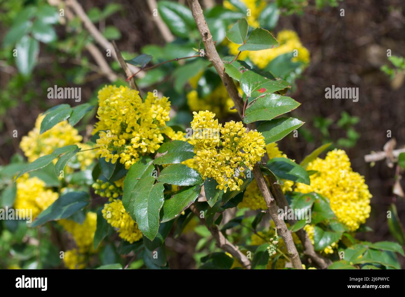 Yellow flowering mahonia hi-res stock photography and images - Alamy