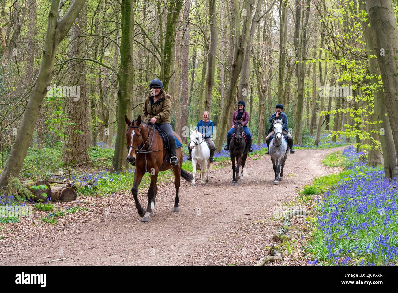 Hinton ampner bluebells hi-res stock photography and images - Alamy