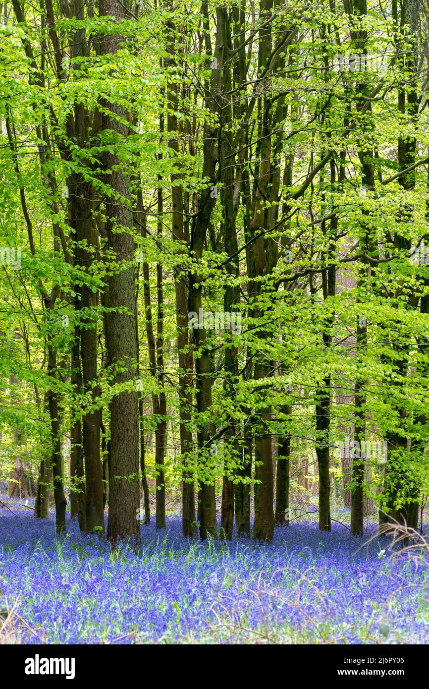 Bluebell woods during April, Hinton Ampner, Hampshire, England, UK ...