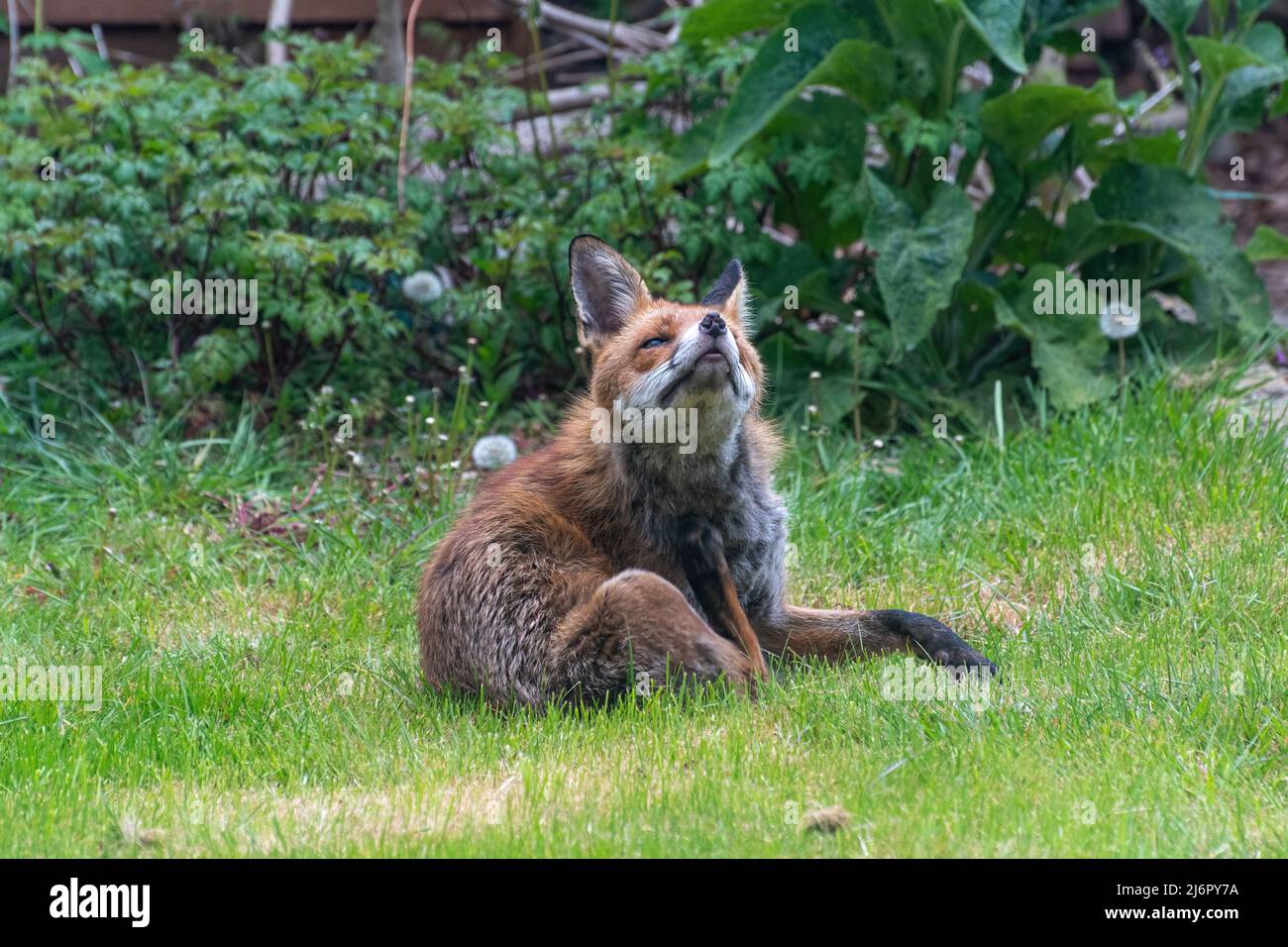 Urban fox (Vulpes vulpes) in a back garden sitting on the grass and ...