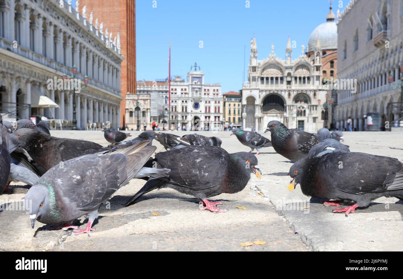 Pigeons on the main square hi-res stock photography and images - Alamy