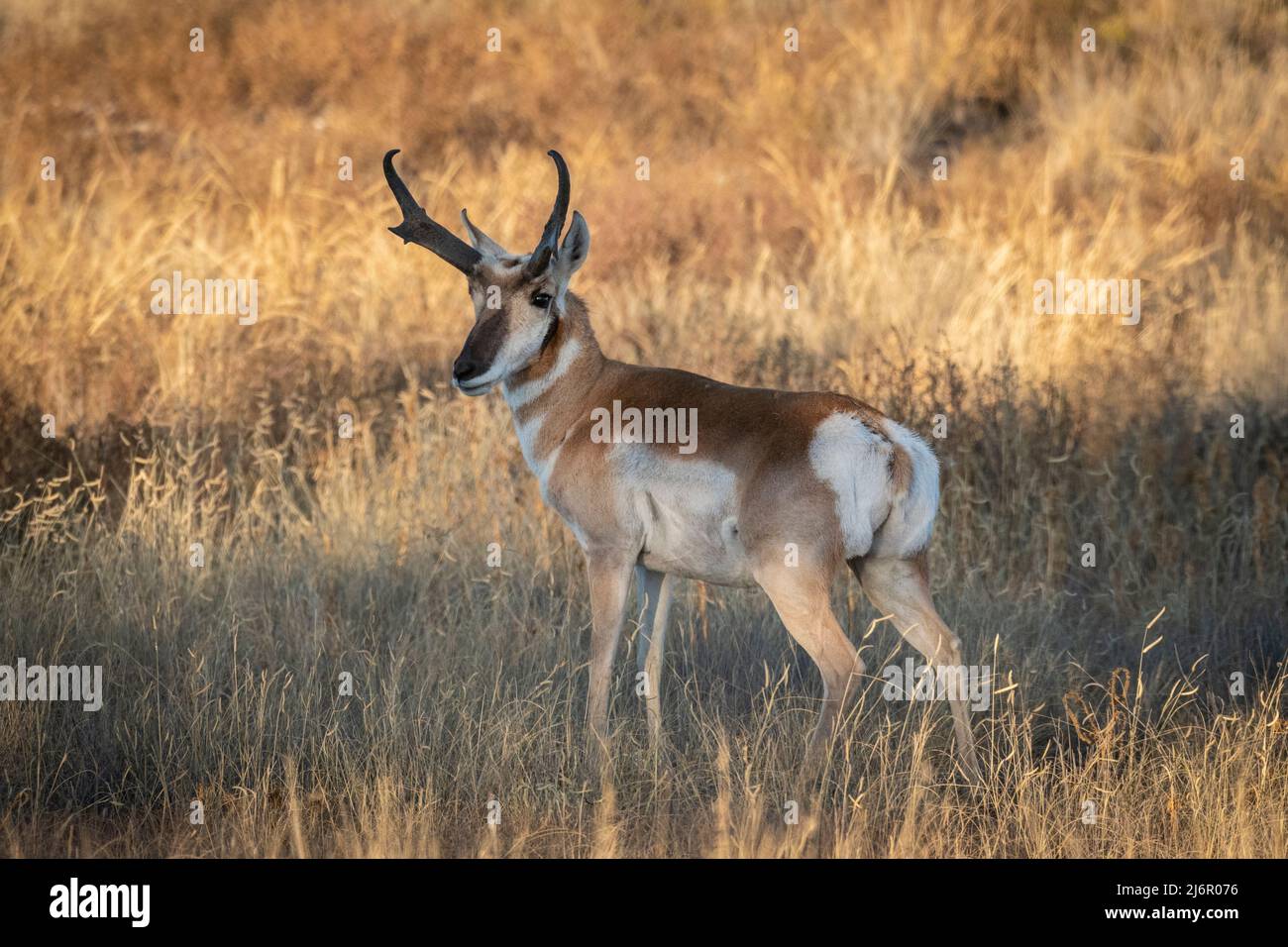 Pronghorn buck hi-res stock photography and images - Alamy