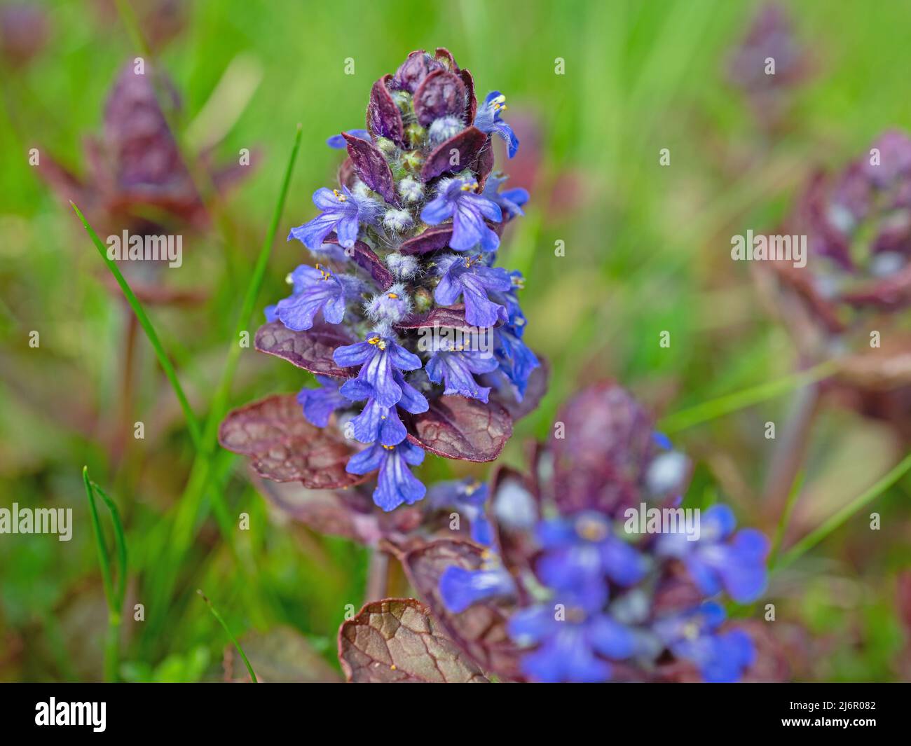 Ajuga reptans bugle medicinal plant hi-res stock photography and images ...