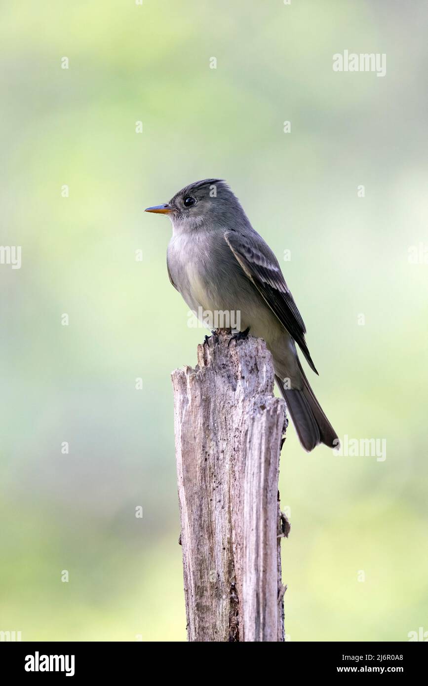 Eastern Wood Pewee (Contopus virens) - Brevard, North Carolina, USA ...
