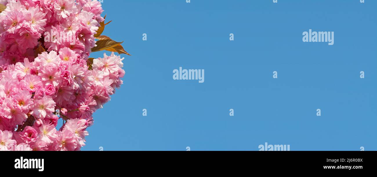 Blossoms of a Japanese ornamental cherry, banner format Stock Photo - Alamy
