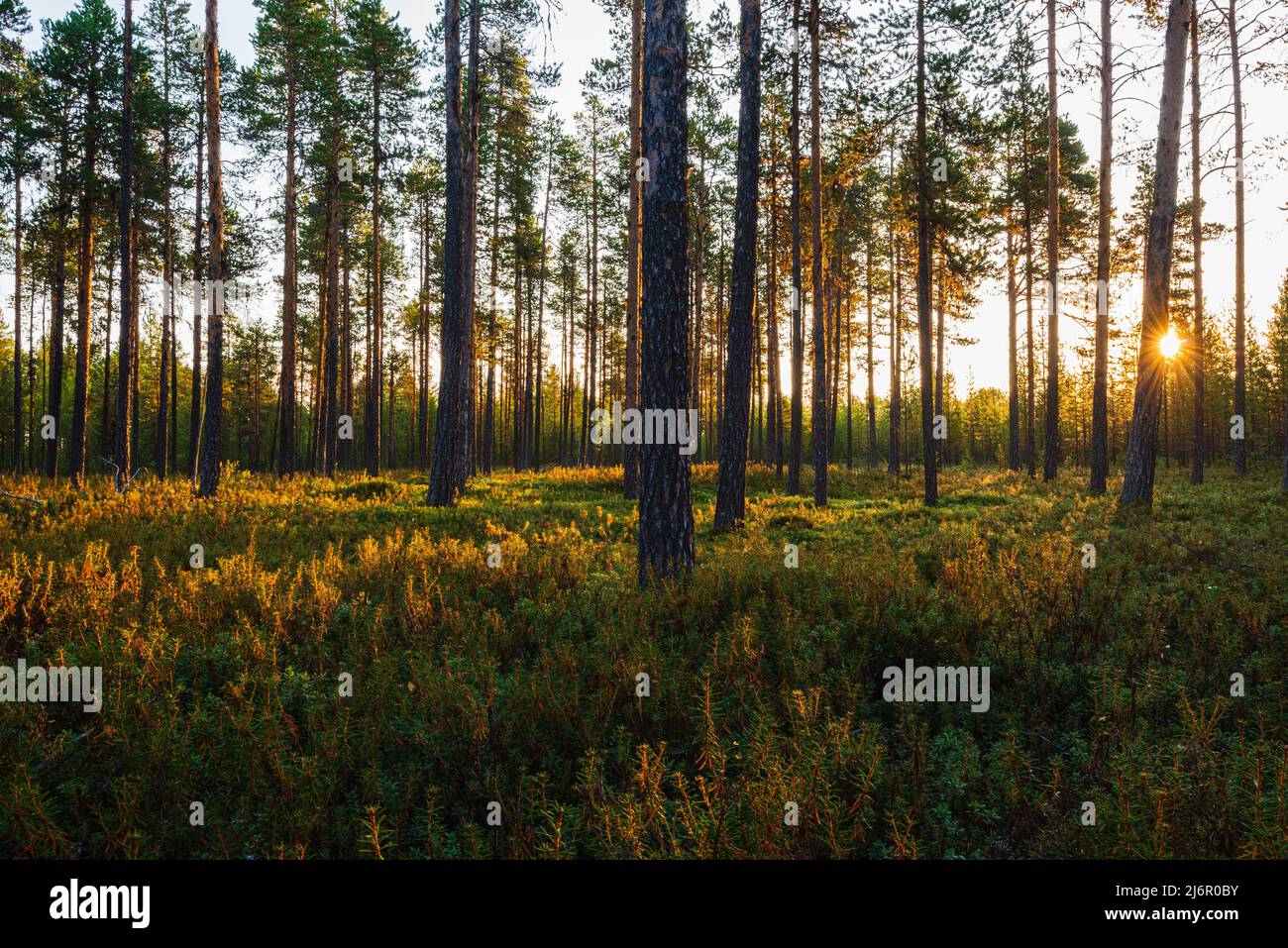 Sunrise in beautiful forest, Sweden Stock Photo - Alamy