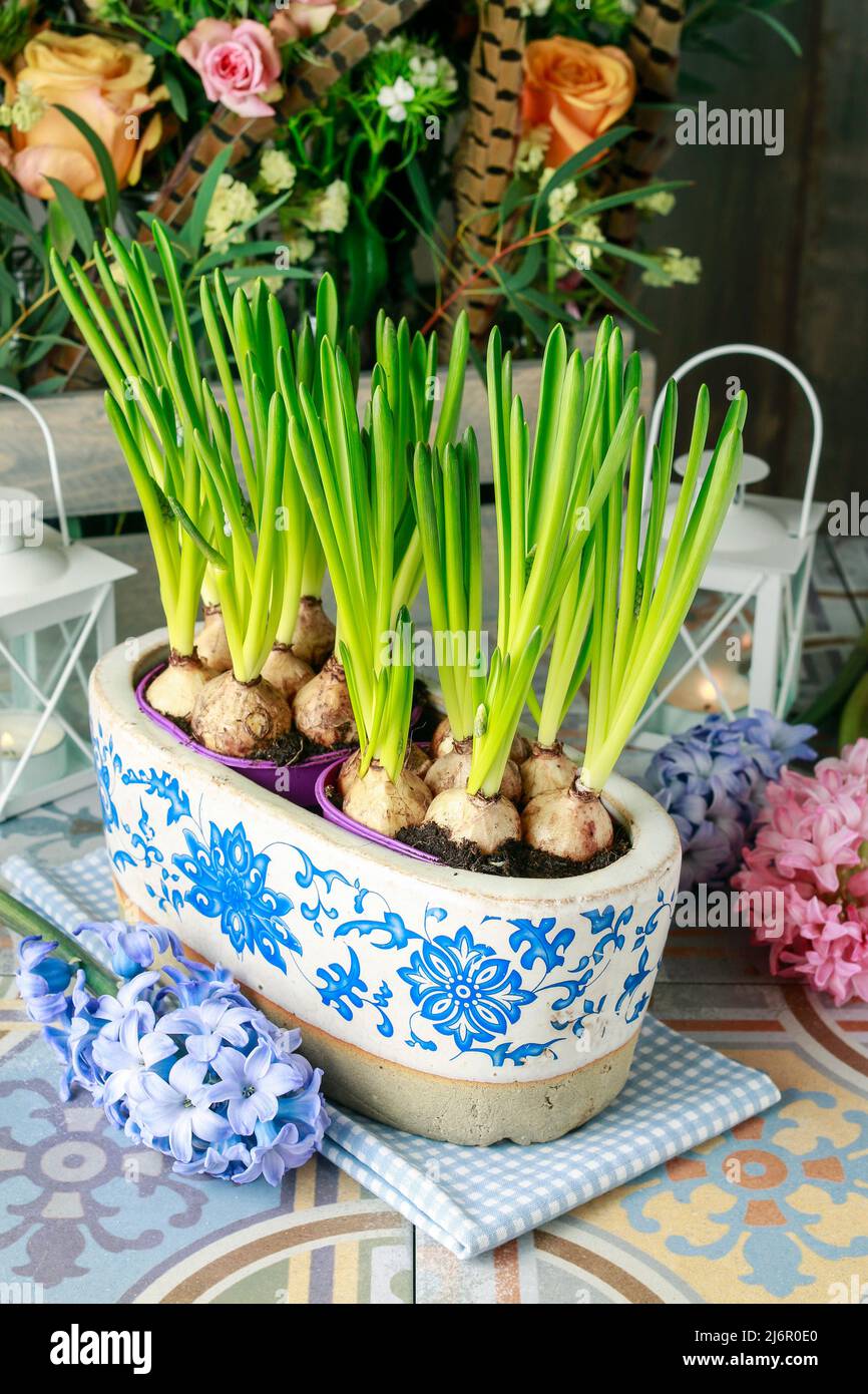 Pot with muscari flowers. Spring time Stock Photo - Alamy