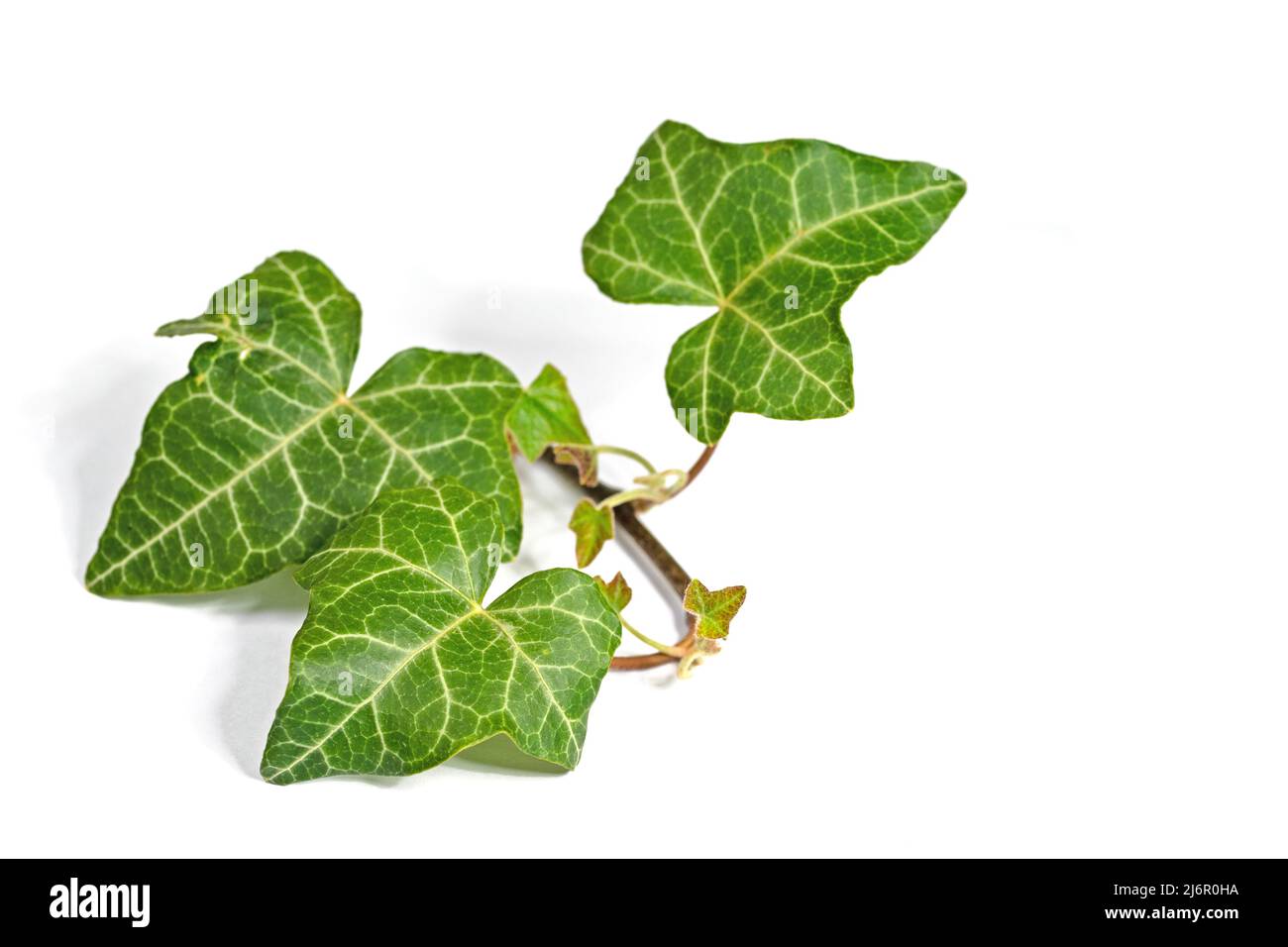 Ivy, Hedera, isolated against white background Stock Photo - Alamy