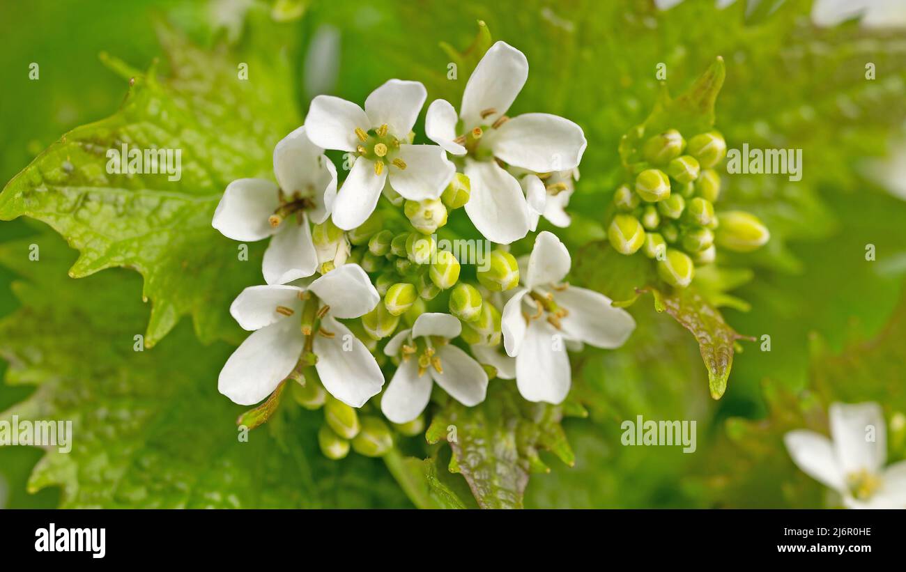 Flowering garlic mustard, Alliaria petiolata, in spring in a close-up ...
