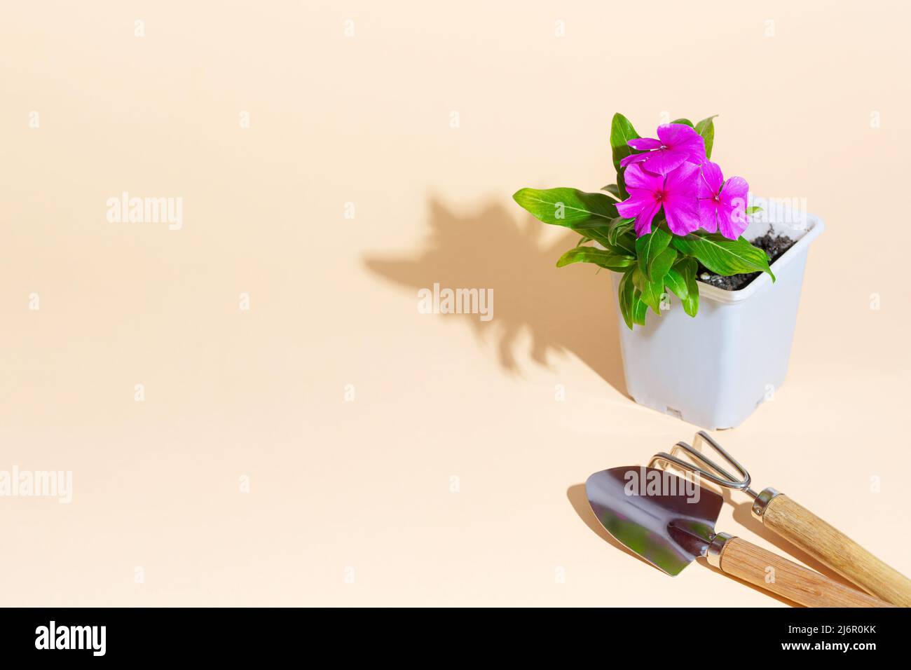 Shovel, rake and pink flower in a flower pot on a beige background ...