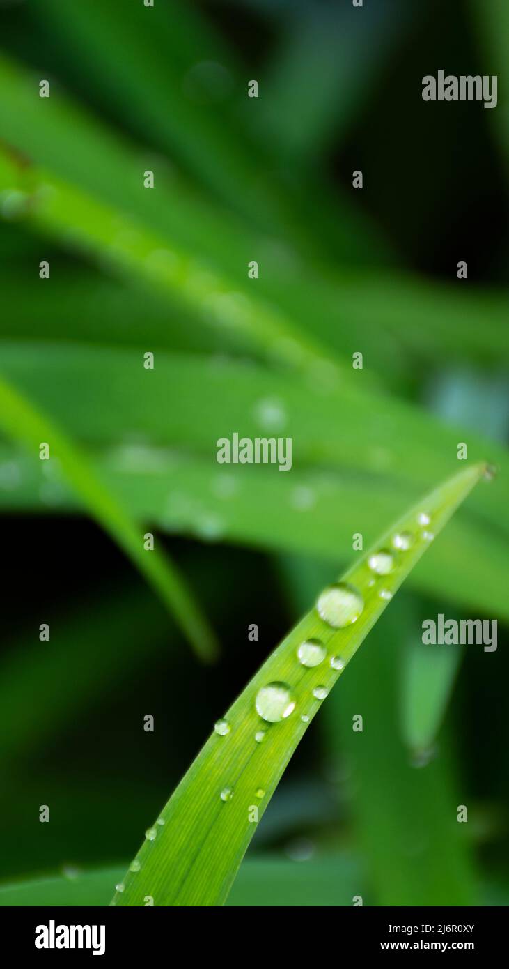 dew drops on the grass. green environment closeup background. wet ...