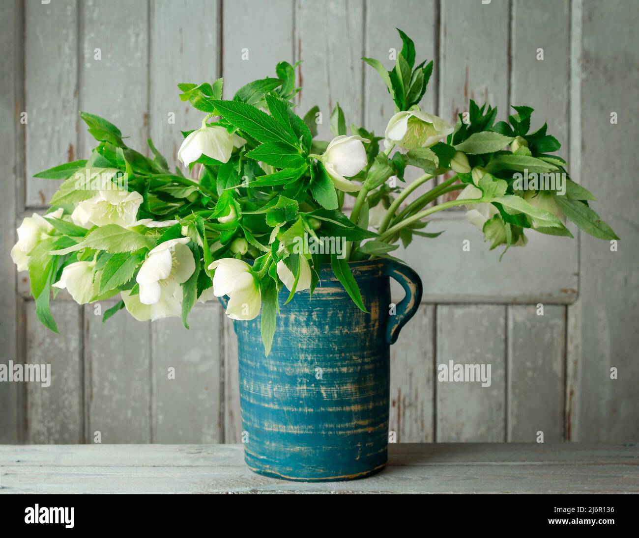 Hellebore flowers (helleborus orientalis) in blue rustic vase, wooden ...