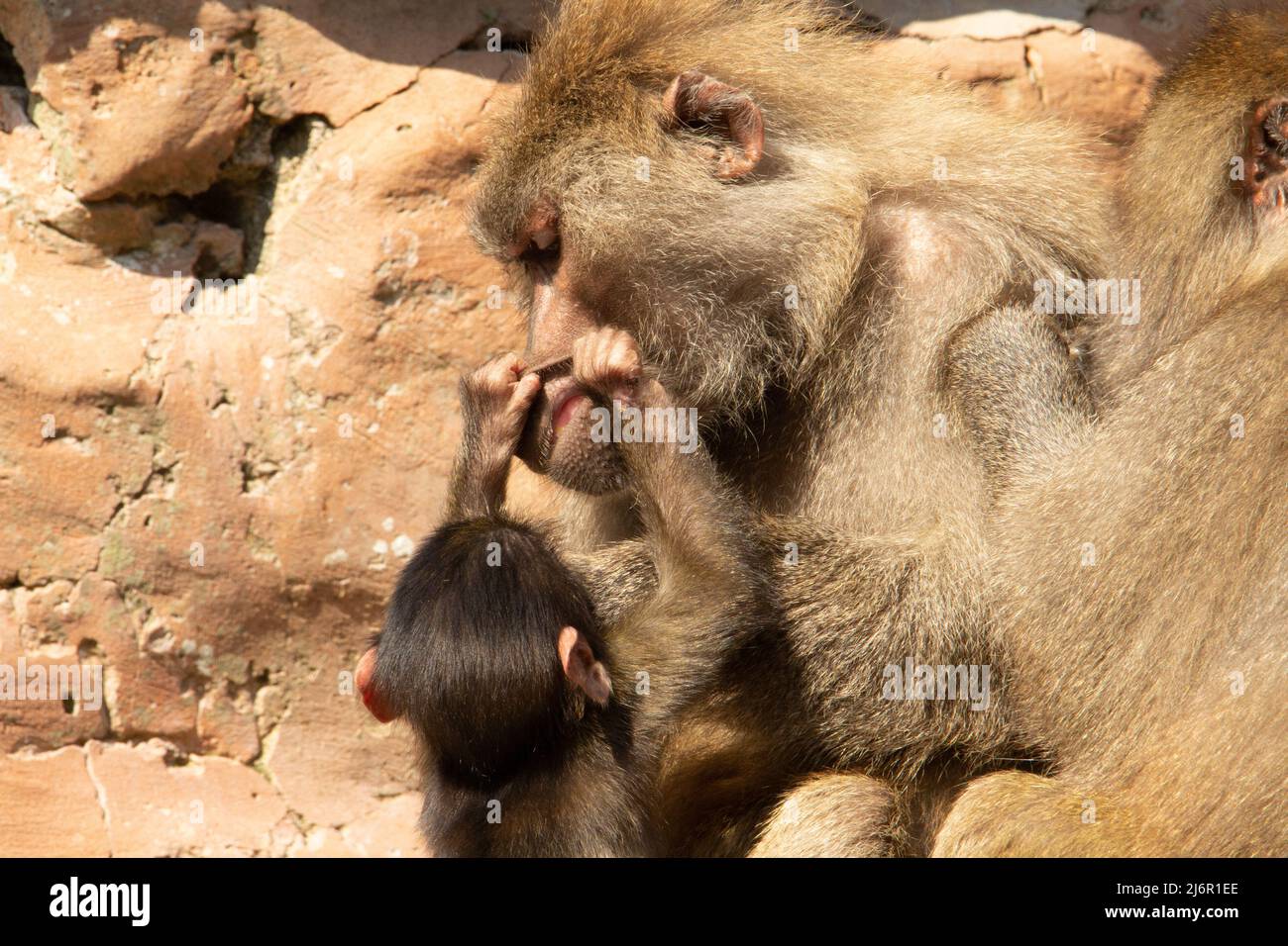 Hamadryas baboon (Papio hamadryas) an adult female Hamadryas baboon ...