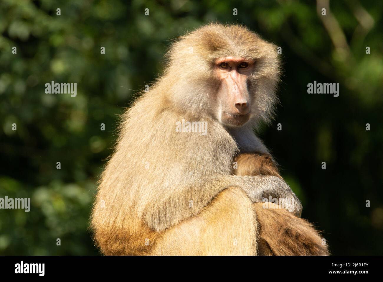 Hamadryas baboon (Papio hamadryas) an adult female Hamadryas baboon ...