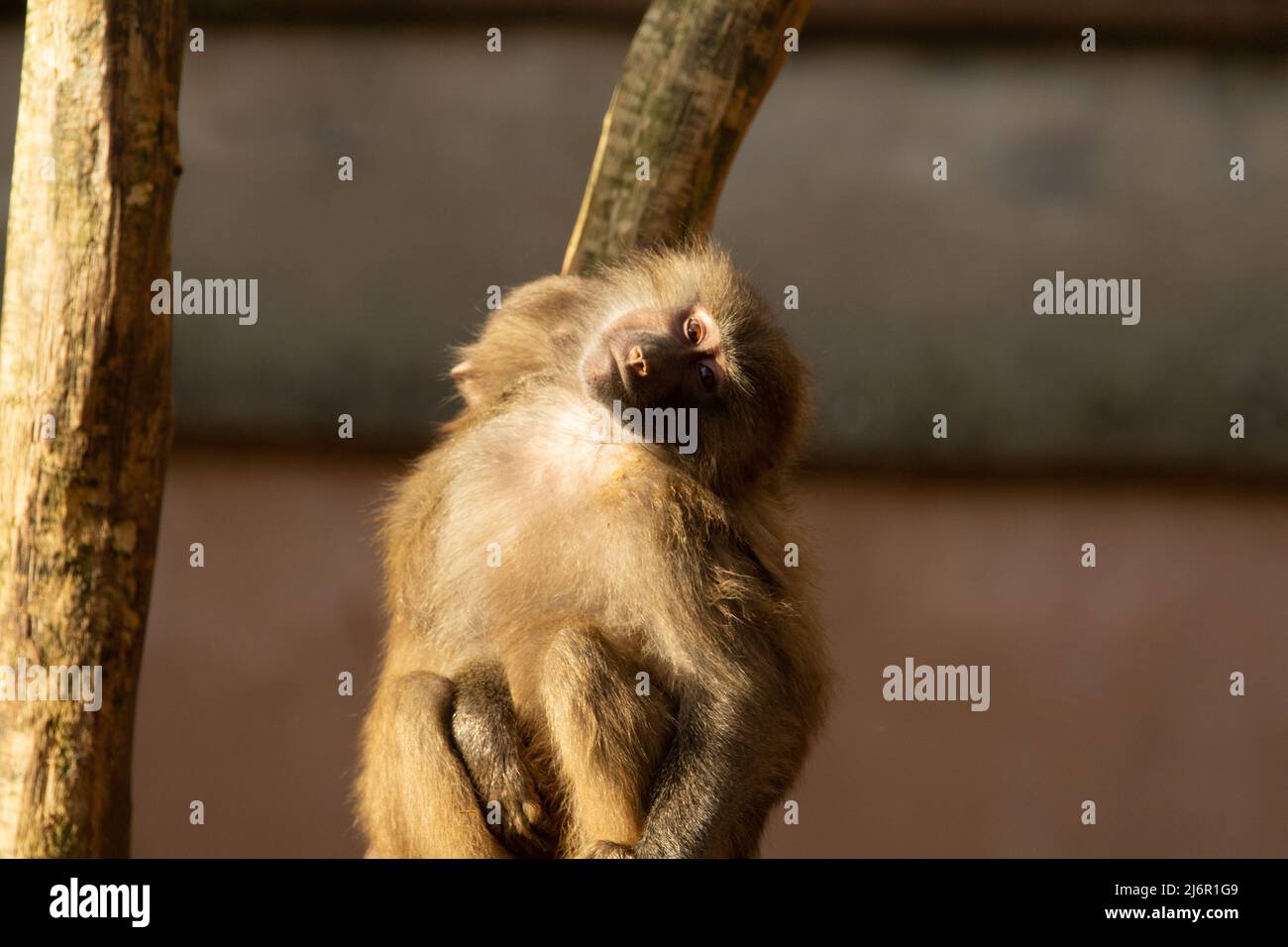 Hamadryas baboon (Papio hamadryas) female hamadryas baboon stretching ...