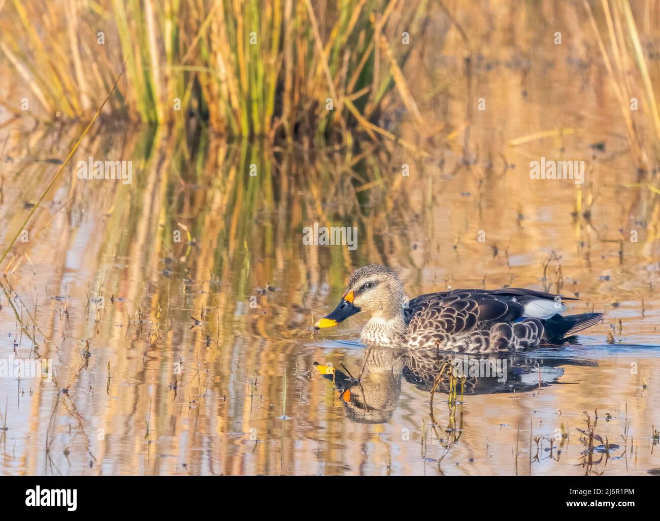 Portrait of spot billed duck hi-res stock photography and images - Alamy
