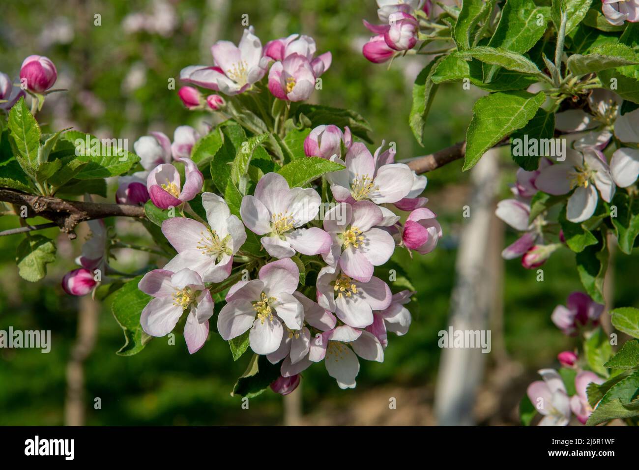 Blossoming apple orchard in the spring. Flowering Apple garden. Fruit ...