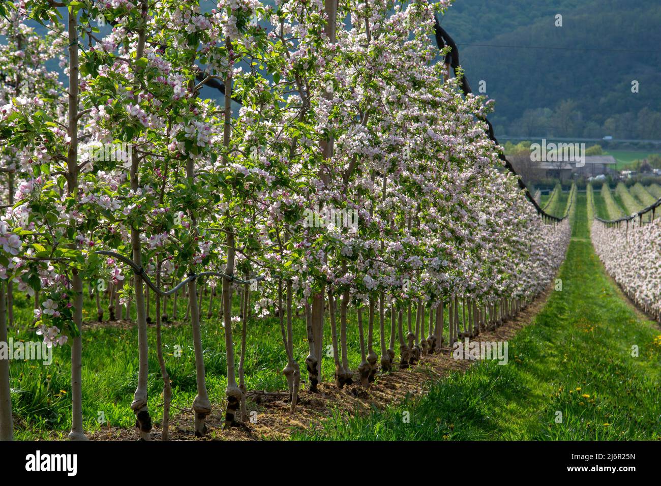 Blossoming apple orchard in the spring. Flowering Apple garden. Fruit ...