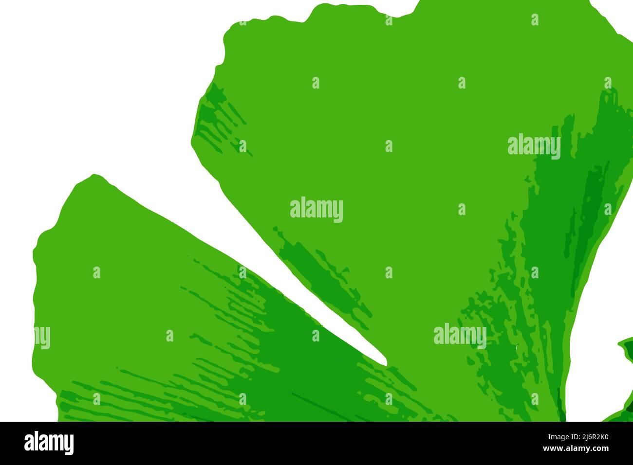 Ginkgo native hi-res stock photography and images - Alamy
